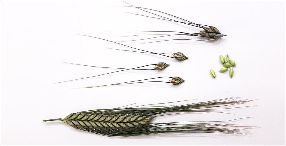 Warenkunde und Pflanzenmerkmale zum Urgetreide Emmer - emmer.info