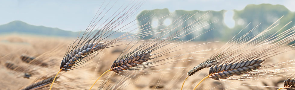 Was ist Emmer? Was sind Urgetreide? - emmer.info